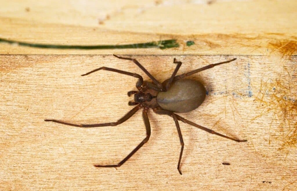 Best Tips To Identify Black Widow & Brown Recluse Spiders